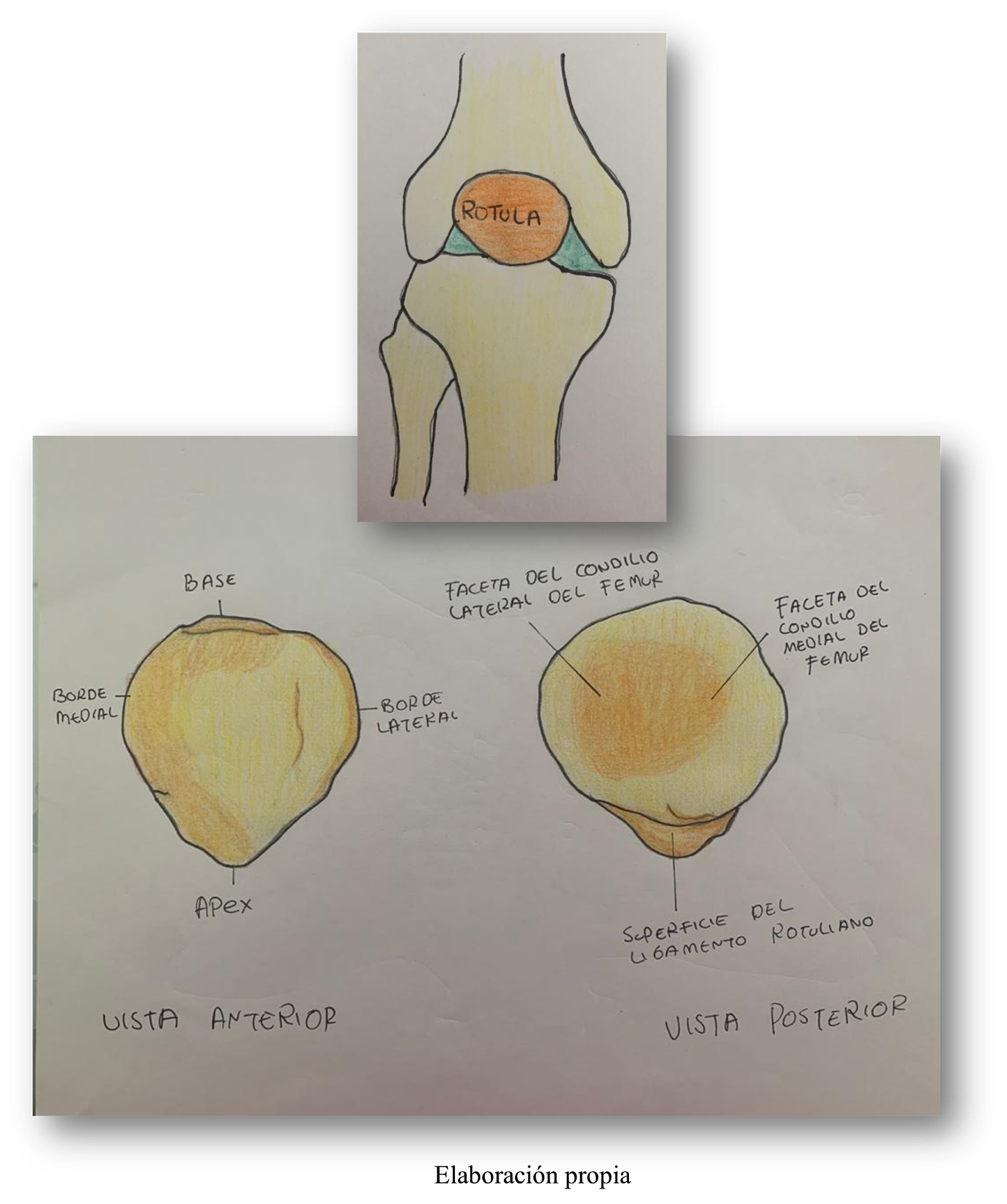 CONCEPTUALIZACION ANATOMICA : TIPOS DE HUESOS Y ARTICULACIONES