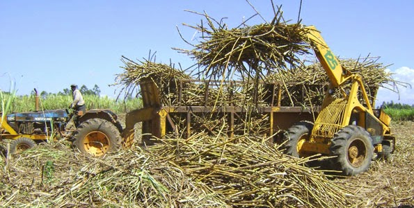 The Kenyan Mirror: Sony Sugar postpones plant closure