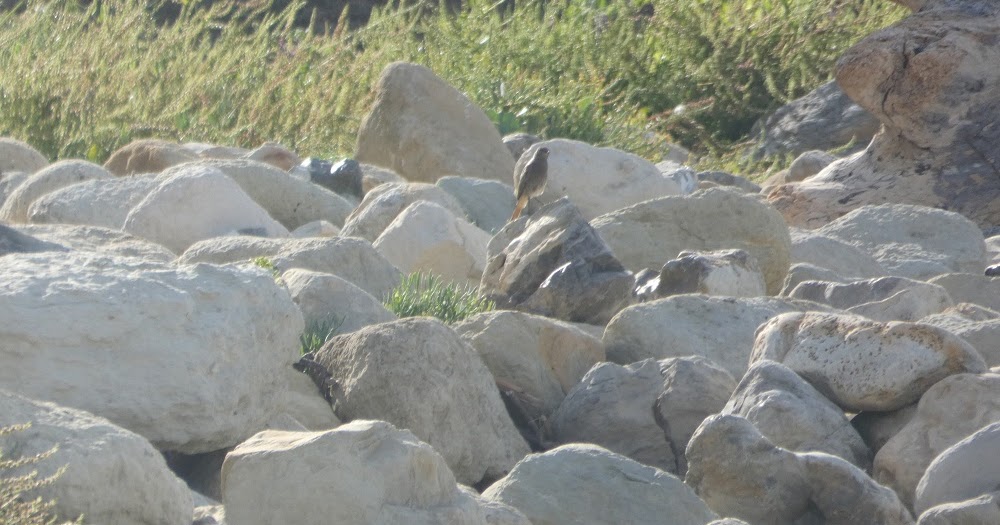 IOW birds and nature: SCP