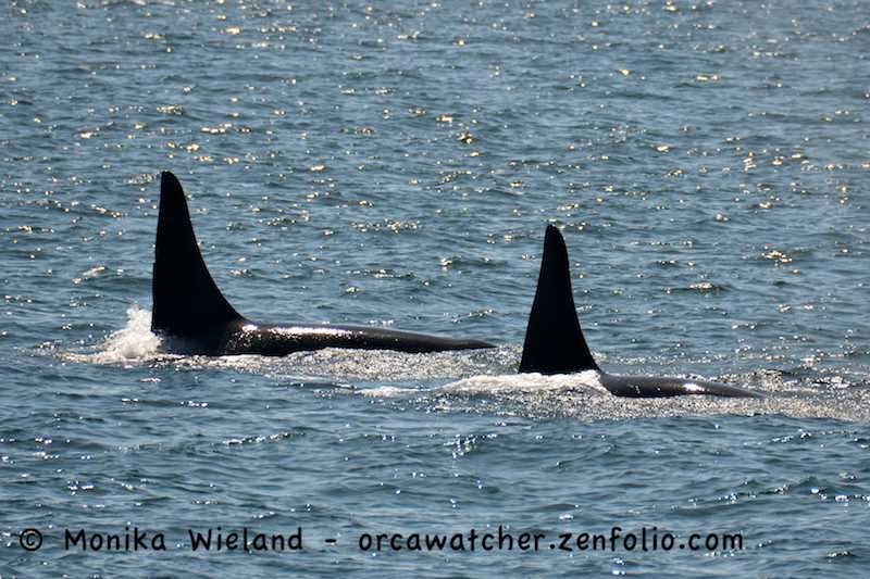Orca Watcher: June 3: All of J-Pod and the L12s