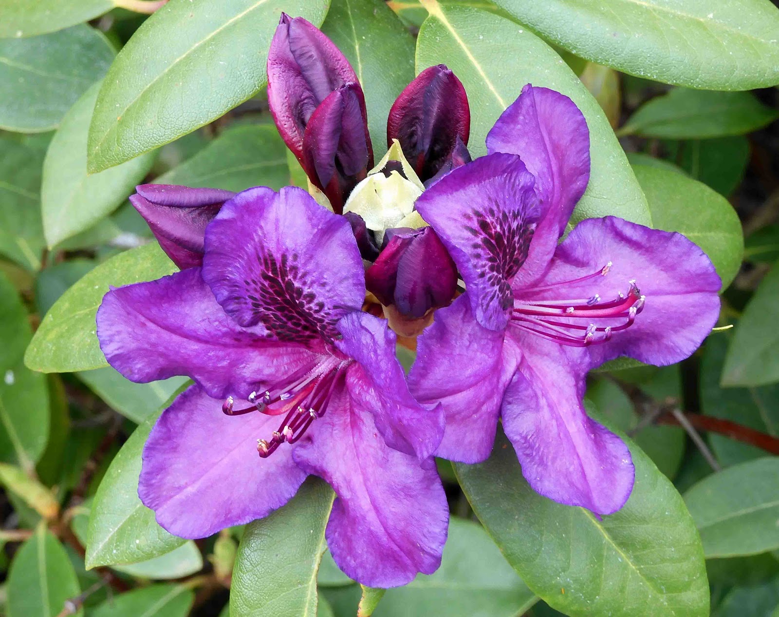 Cat Patches: Two Little Finishes