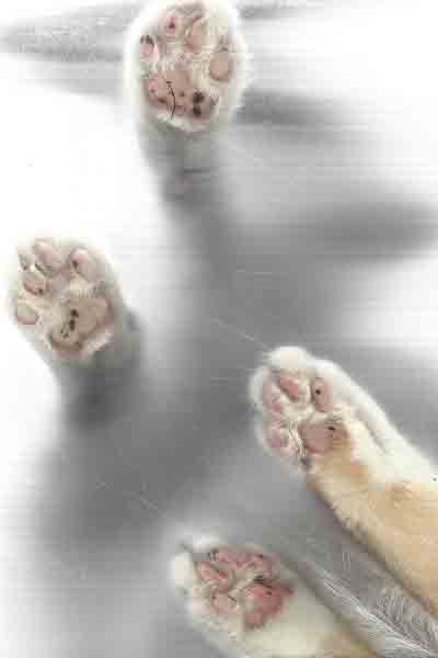 Small Animal Talk: Cat scan