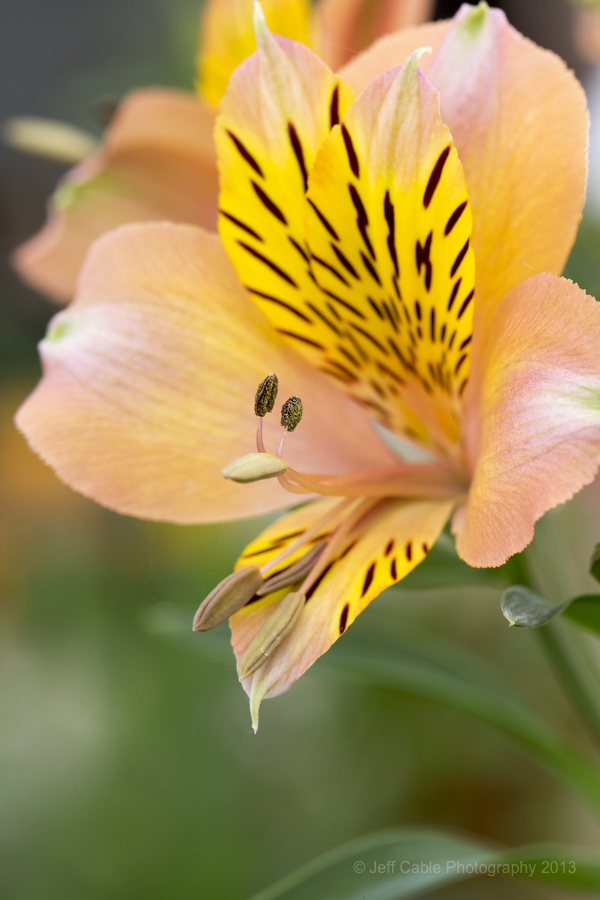 Jeff Cable's Blog: Want some cool macro photos of flowers? Visit your ...
