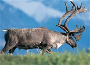 "Bird Poop" of north Texas: A Caribou is the same thing as a Reindeer.