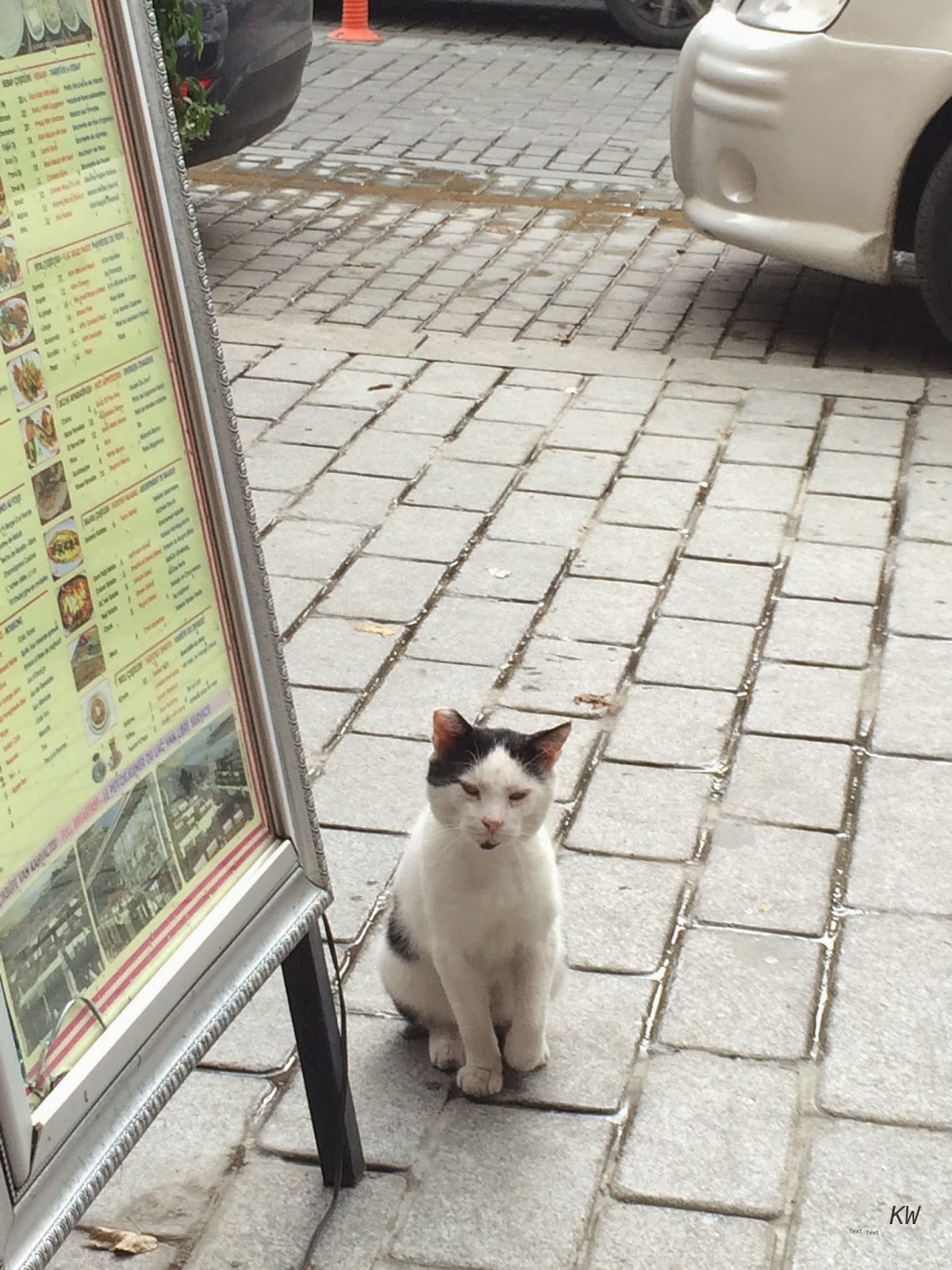 So Many Interesting Things: The Animals of Istanbul