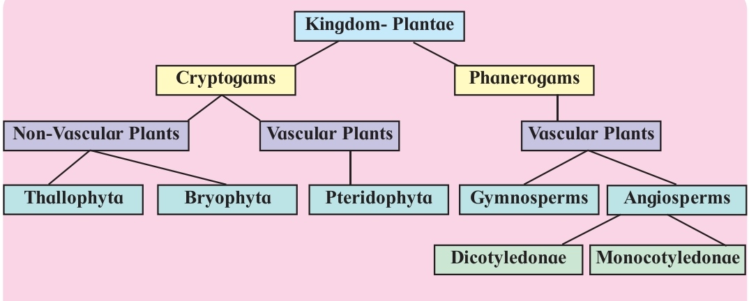 Biology - Kingdom Plantae - Explanation