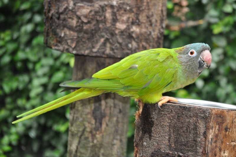 ZOOTOGRAFIANDO (6.096 ANIMALS): COTORRA DE CABEZA AZUL / BLUE-CROWNED ...
