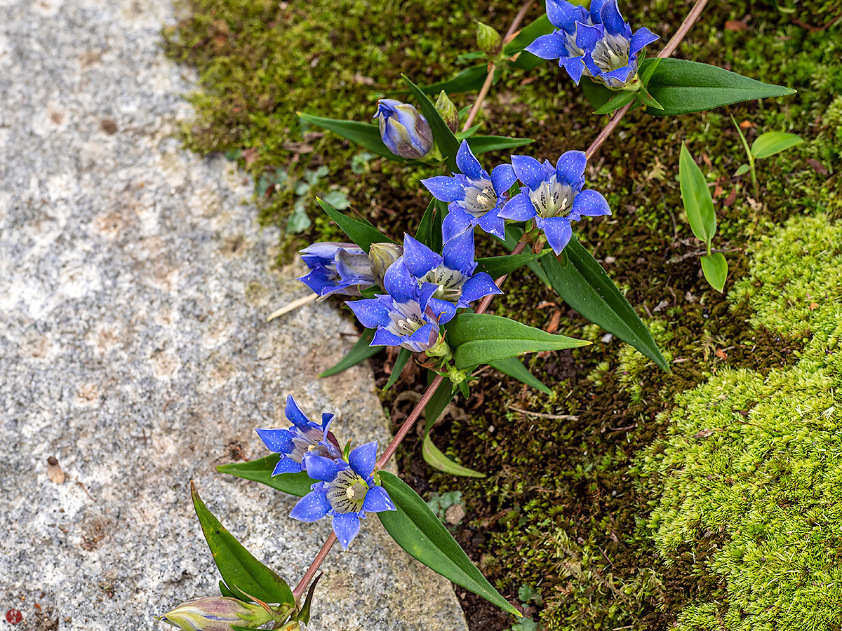 FROM THE GARDEN OF ZEN: Rindo (gentian) flowers: Kaizo-ji
