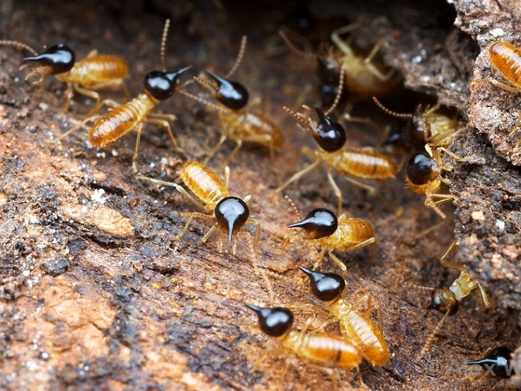 Berapa Banyak Jumlah Rayap di Dunia? | Belajar Sampai Mati