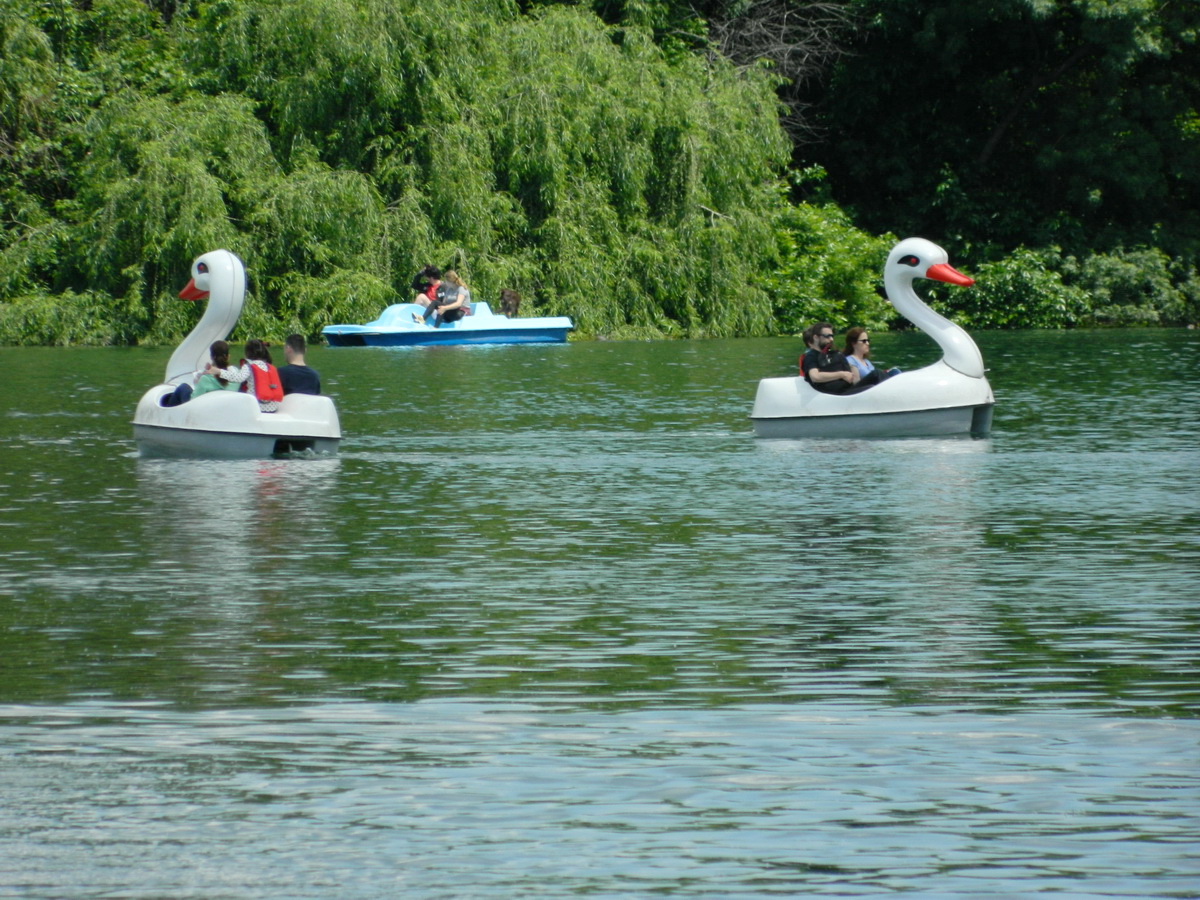 LA MULTI ANI, ROMANIA!: Barci in forma de lebada in parcul IOR