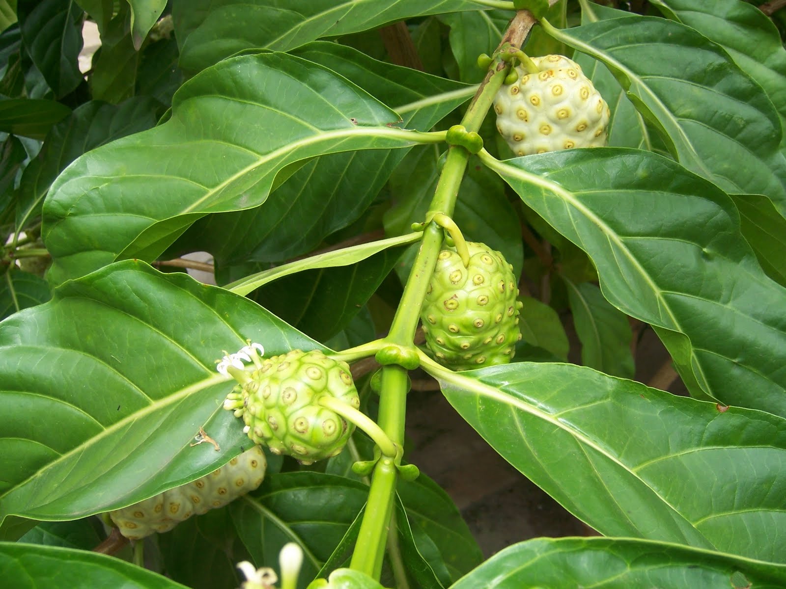 Viveiro Oliveira: Propriedades Medicinais do Noni