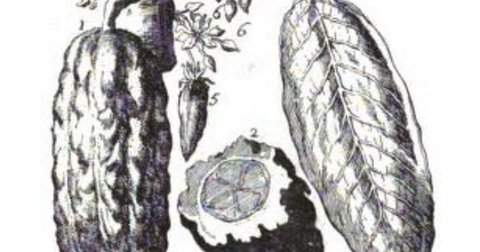 Frontier Florida : Chocolate: sweet in any century