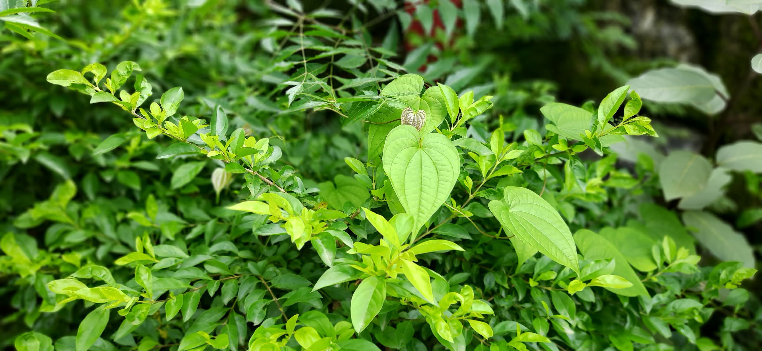 Sharad Pandhare's Educational Blog: Incredible Nature