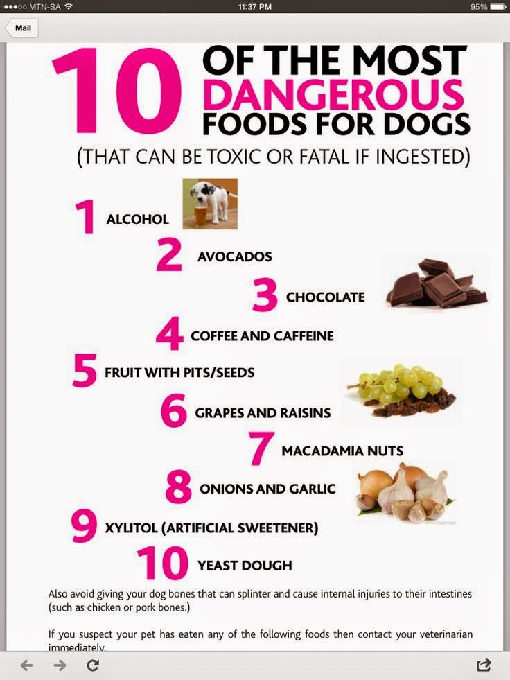 Animal Medical Center Kathmandu Nepal 10 Most Dangerous Foods For animal-medical-center-kathmandu-nepal-10-most-dangerous-foods-for