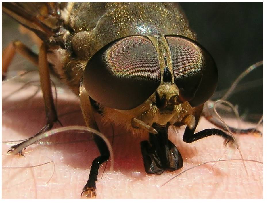 Insect Mouthpart and its modifications