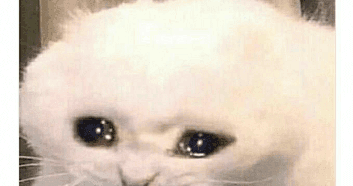 Konsep Stiker Kucing Lucu WA, Paling Top!