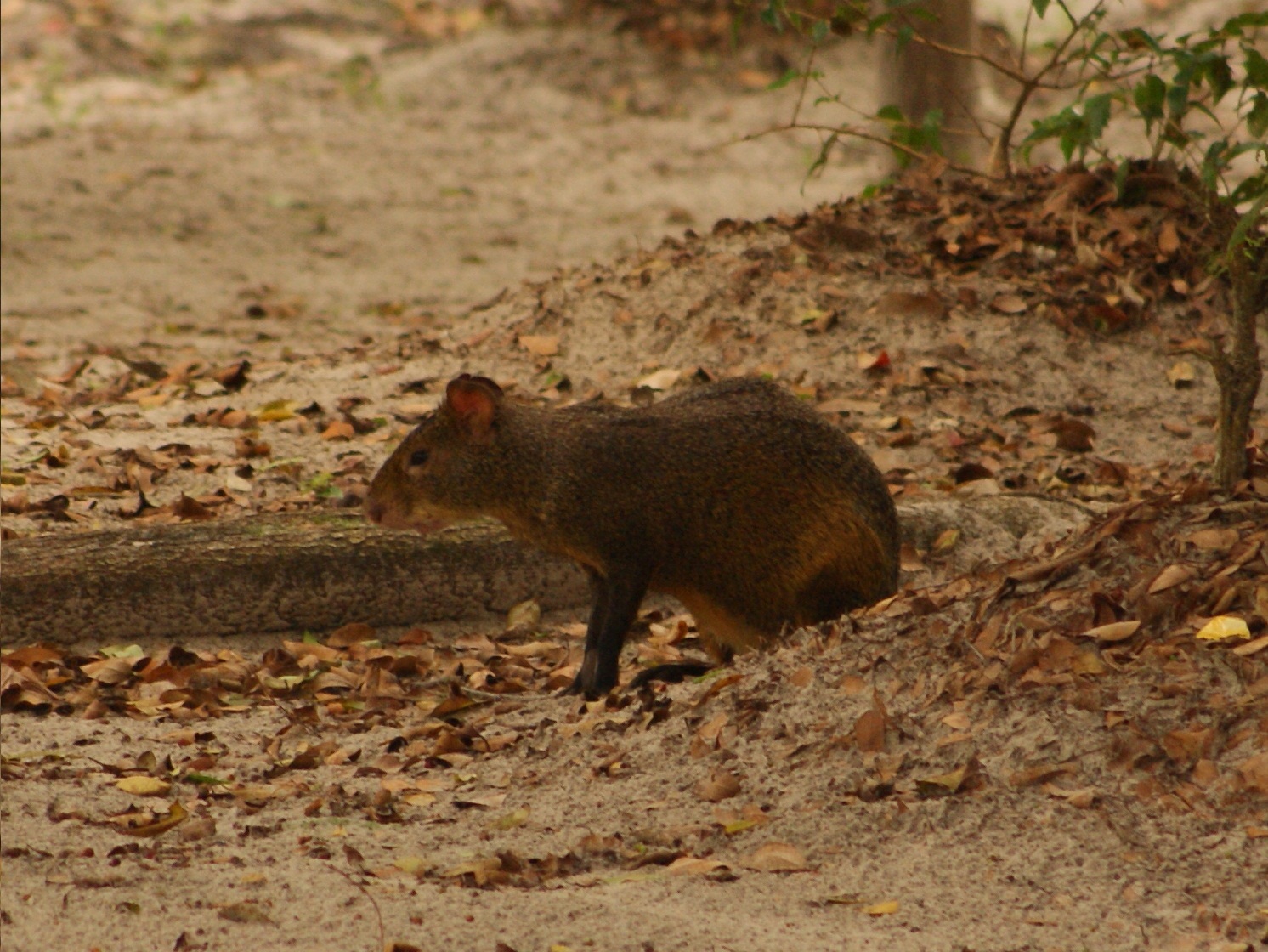 Fotografias de animais: Cotia