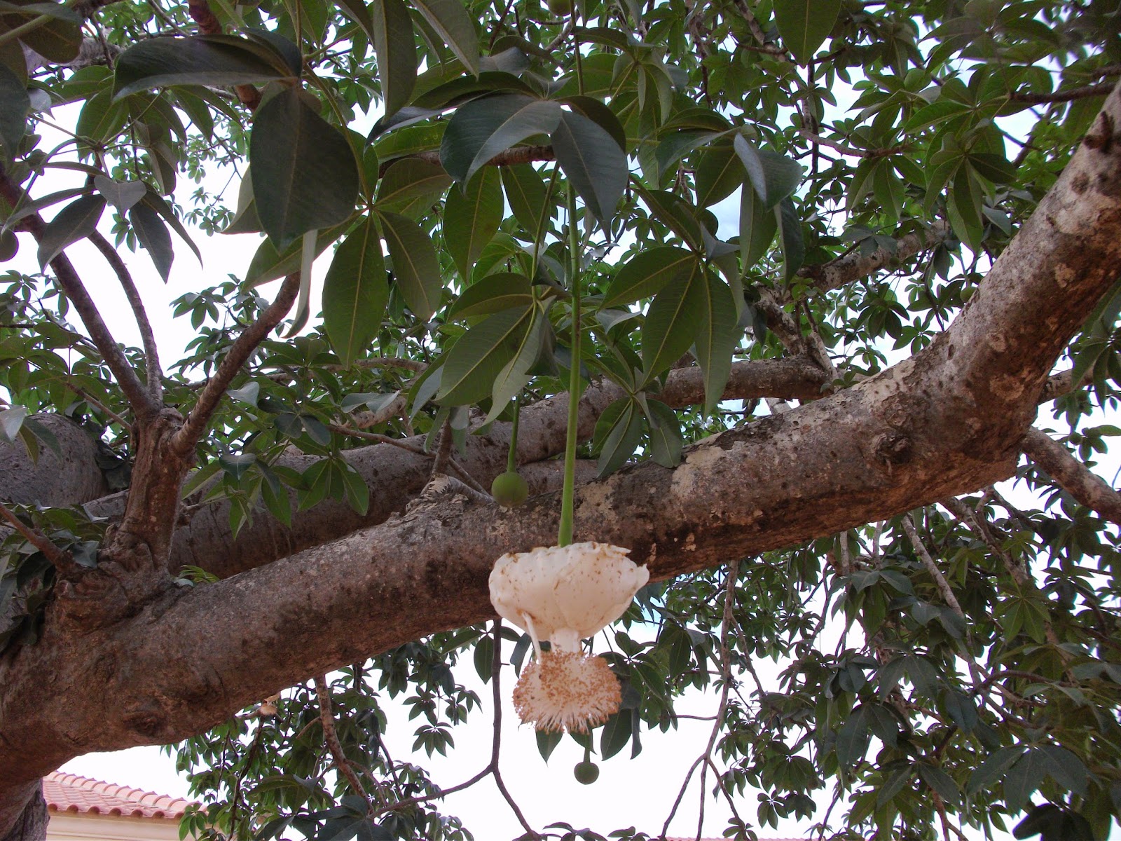 Quintal do Vieira: Embondeiro