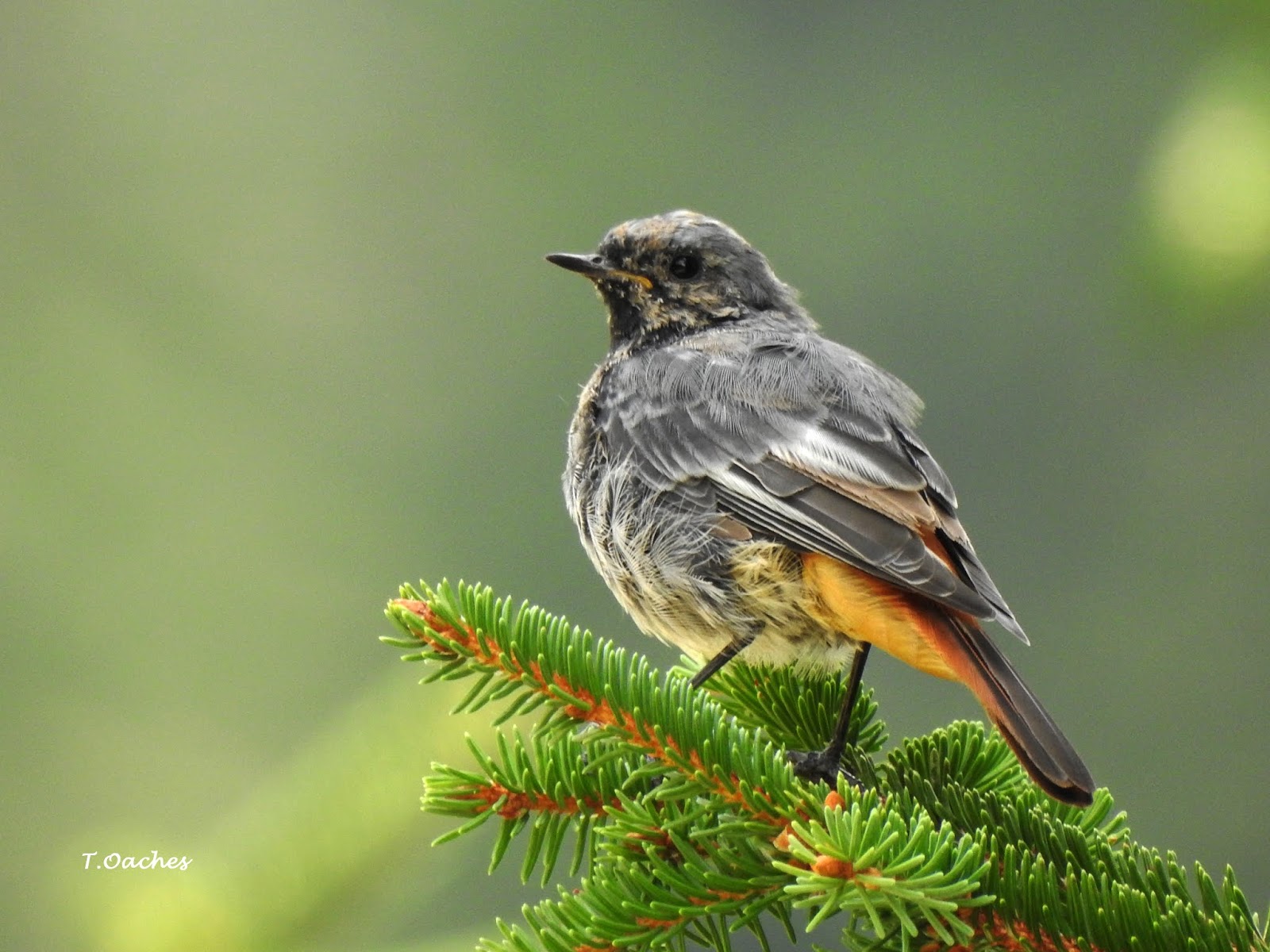 PASARI DIN ROMANIA: CODROS DE MUNTE (1), Phoenicurus ochruros