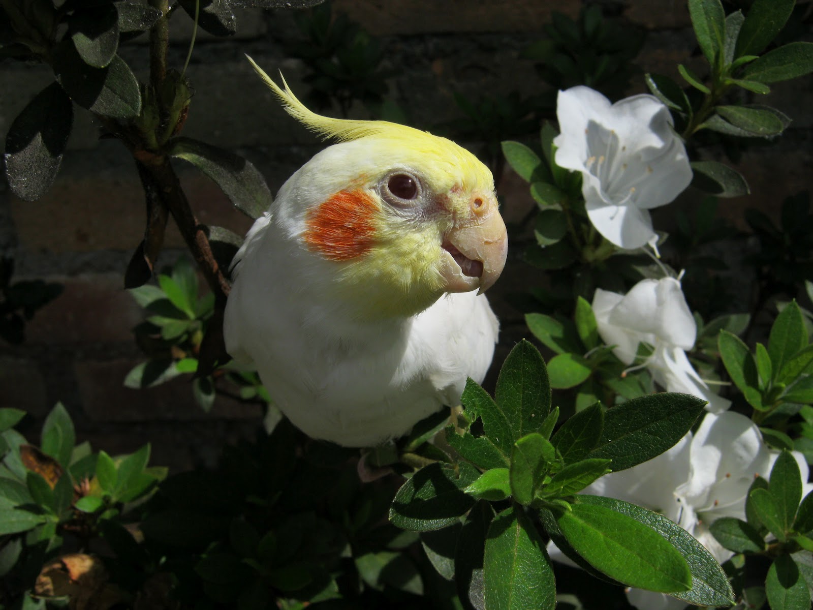 MI MASCOTA FAVORITA: Aves Ornamentales Tiernas
