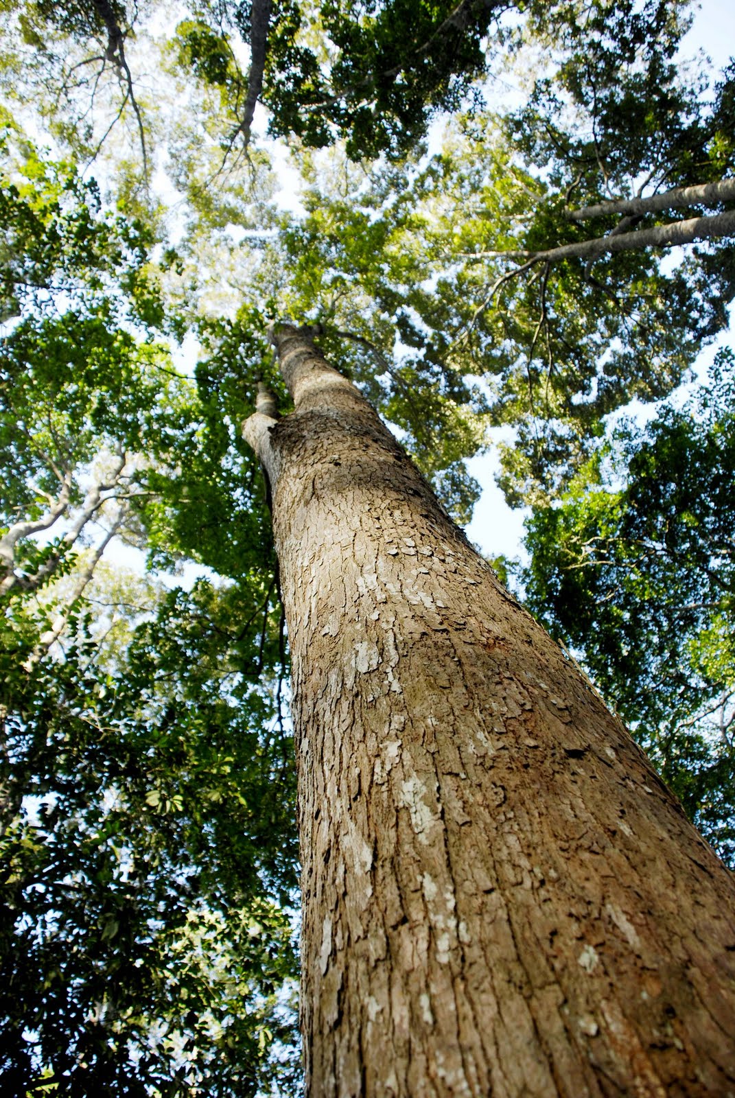 Red Dammar - Agathis Loranthifolia Rich