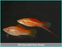 Swordtail-Xiphophorus Helleri