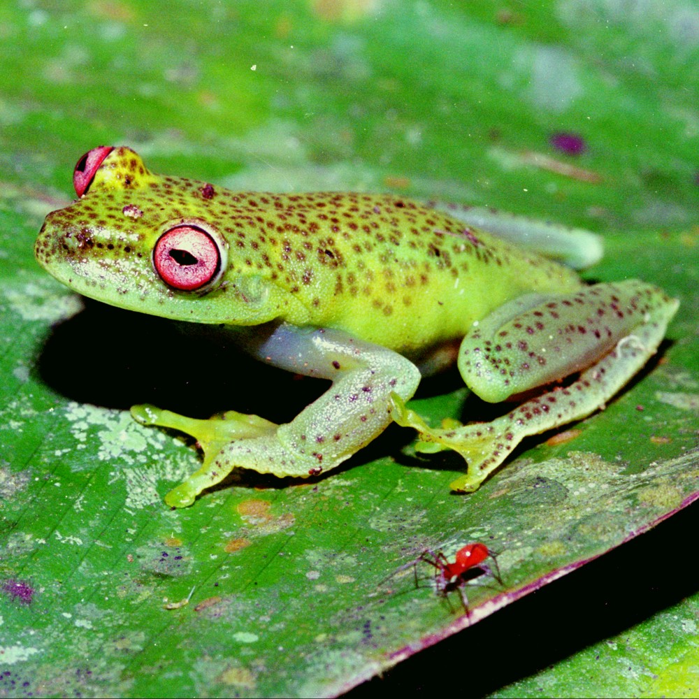 7A - Cordados – Peixes e Anfíbios