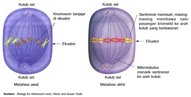 Pembelahan sel (Mitosis, Meiosis, dan Amitosis) Lengkap Pengertian ...