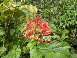 කඳුළු කවි සිත්තම් : සිහිනයෙම තව තනි වුණා .....