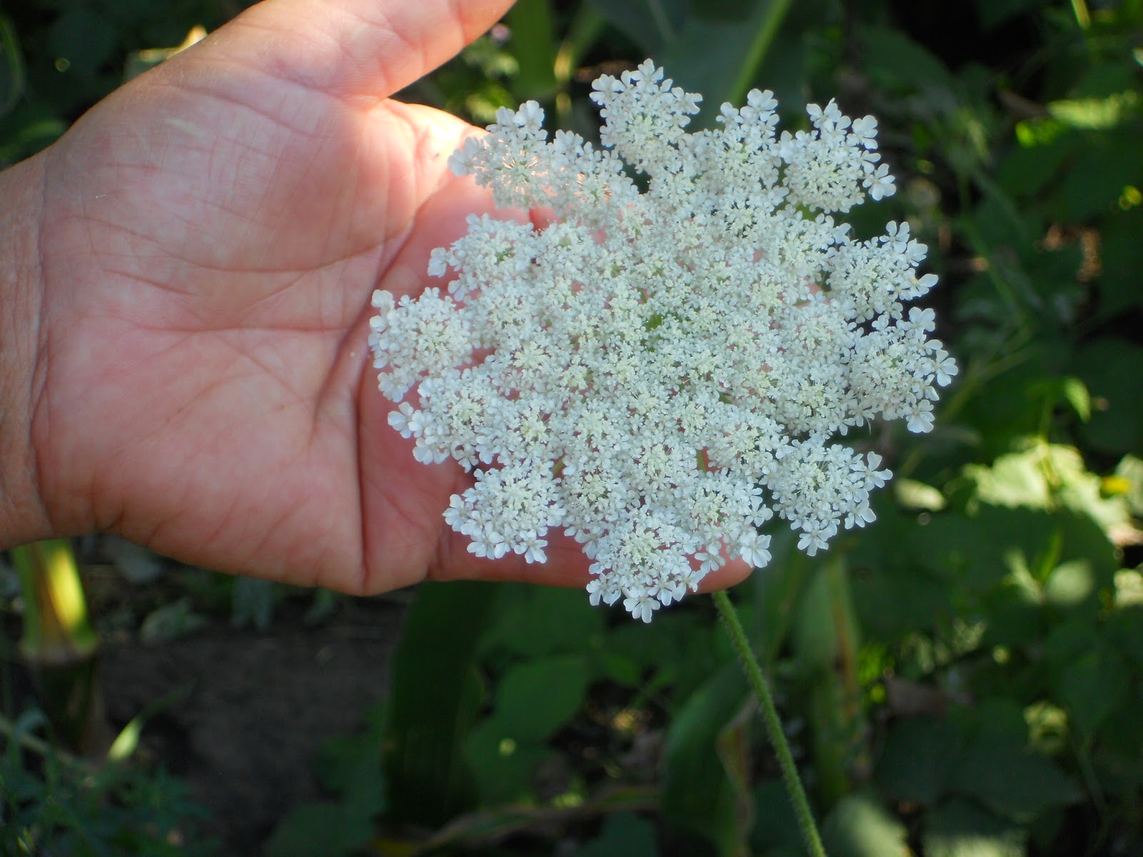 Blogul unui om cuminte...: FLOAREA RUŞINII
