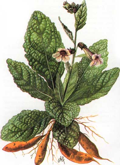 Exploring Phytomedicine : Monograph of Rehmannia glutinosa