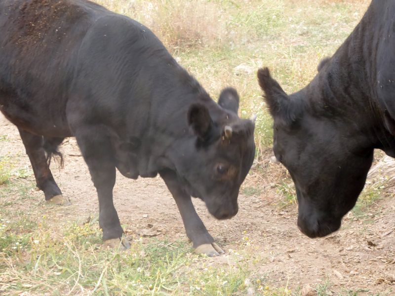 Rural Revolution: Cattle roundup