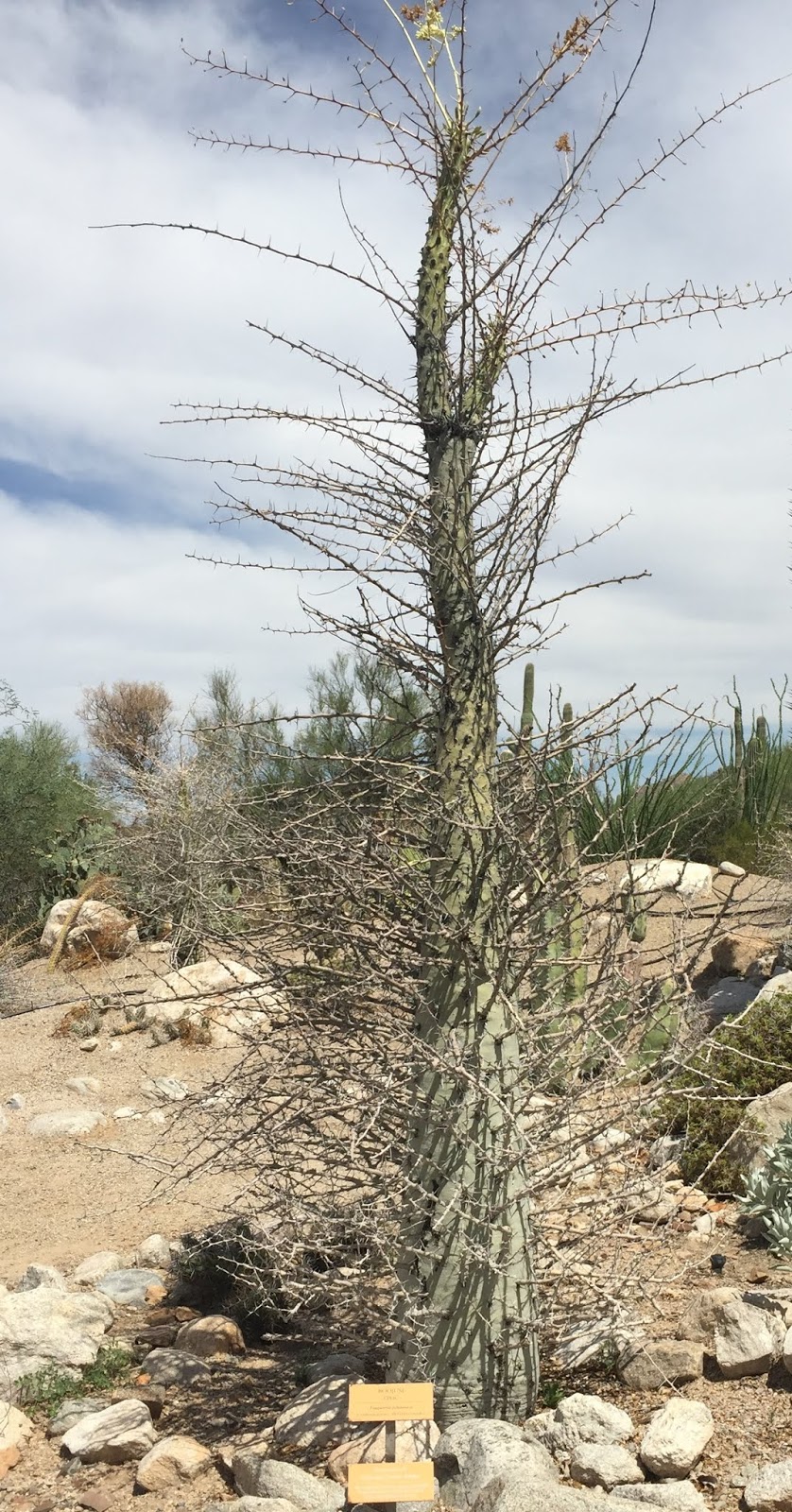 The Phytophactor: Last of the desert posts - the boojum