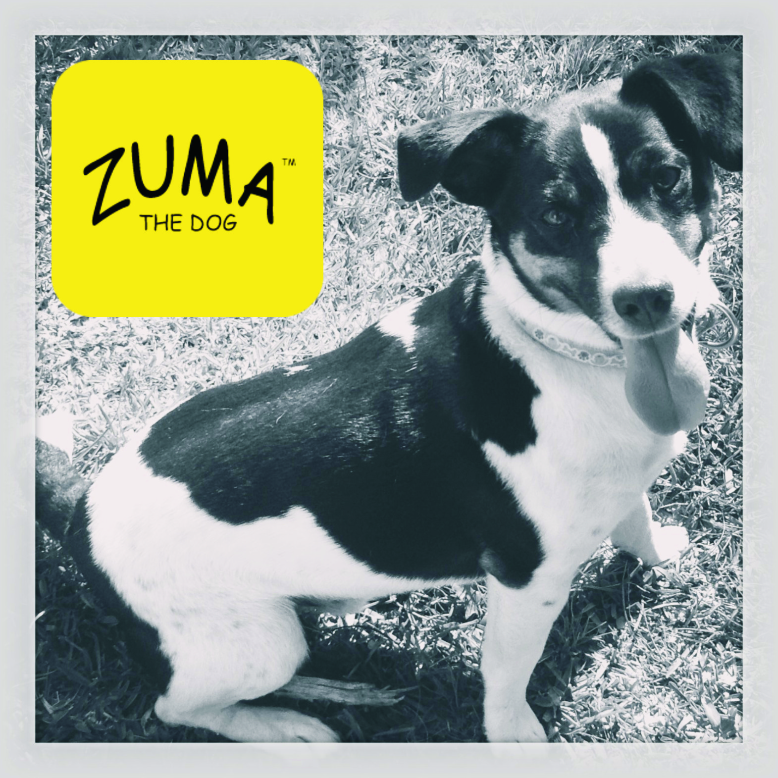 zuma xx