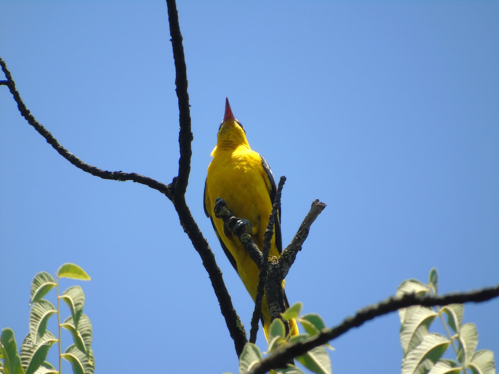 PASARI DIN ROMANIA: GRANGUR, Oriolus oriolus