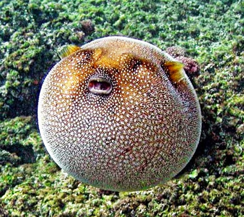 PUFFER FISH photos - wallpapers (ανανεωμένο) | the fun bank