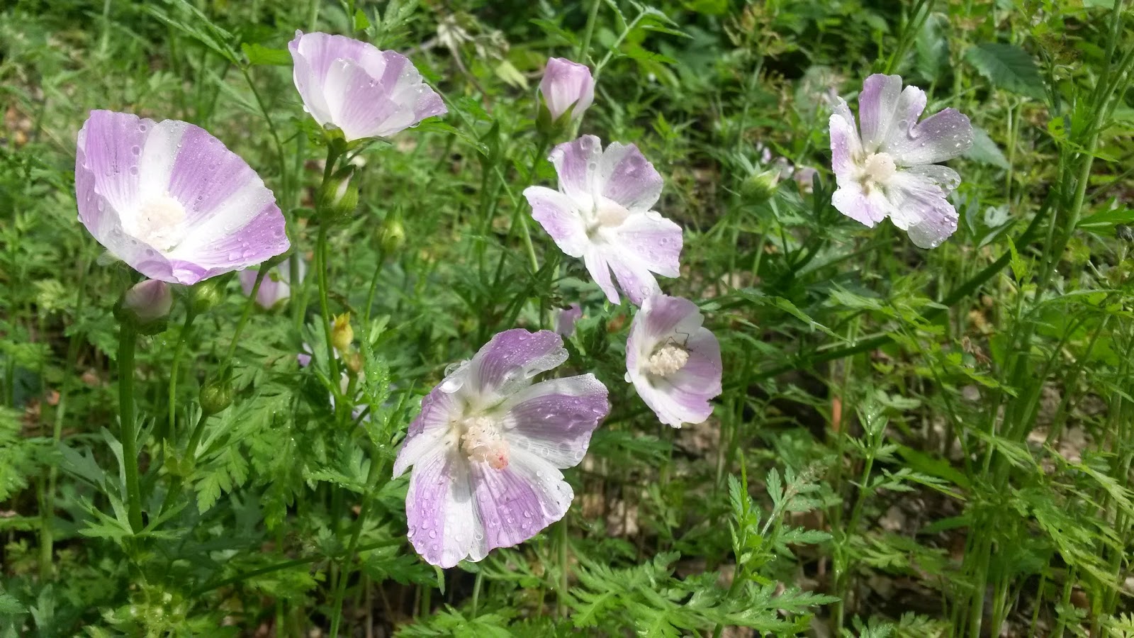 Nature Photography and Facts : White Poppy Mallow
