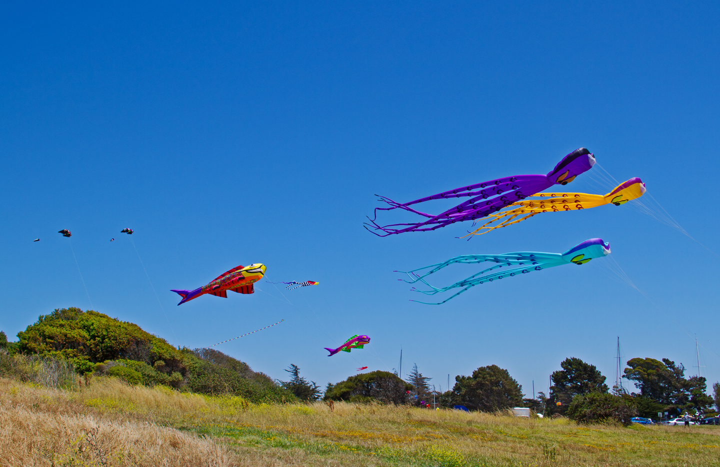 travelswithkathleen: Kite runners
