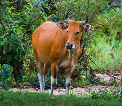Asian Cattle Breeds