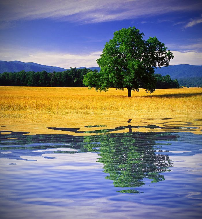 Easy Way To Create A Nature Water Reflection Effect In Photoshop CS6 Dolby Designs Easy Way To Create A Nature Water Reflection Effect In Photoshop CS6 Dolby Designs