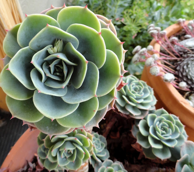 danger garden: Where the Melianthus blooms…