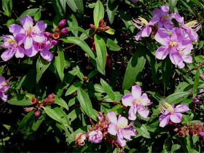 Senduduk (Melastoma malabathricum) | Herbs Trove