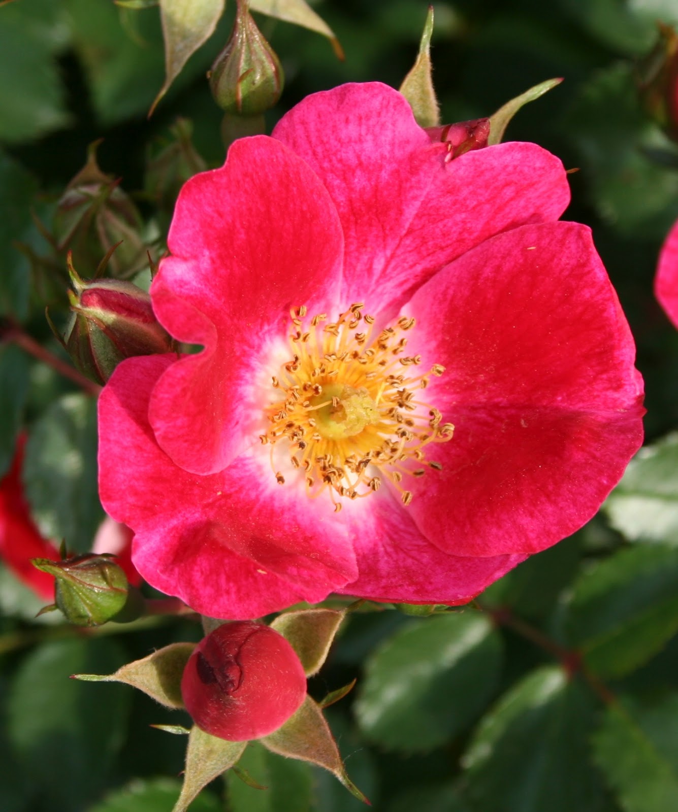 Garden Musings: Carefree Bloomer