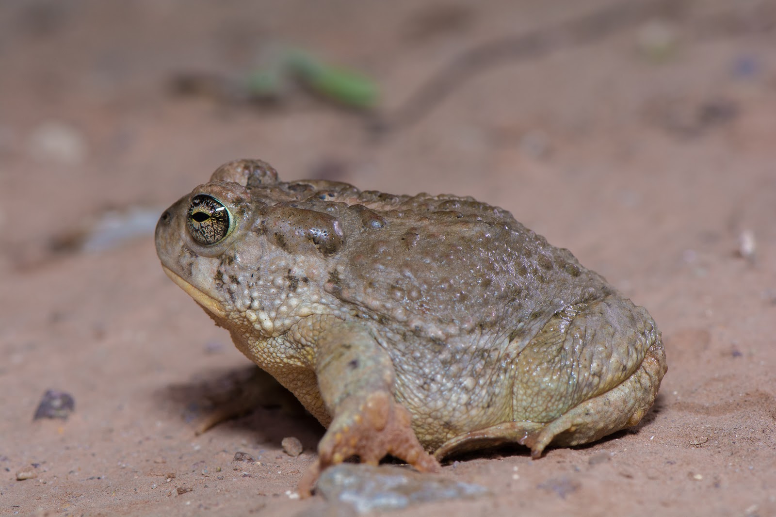 NeoVista Birds and Wildlife: Mojave Desert Field Herping