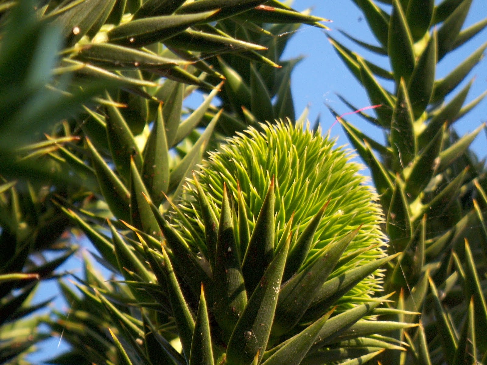 malinhas e coisinhas: Um pinheiro diferente