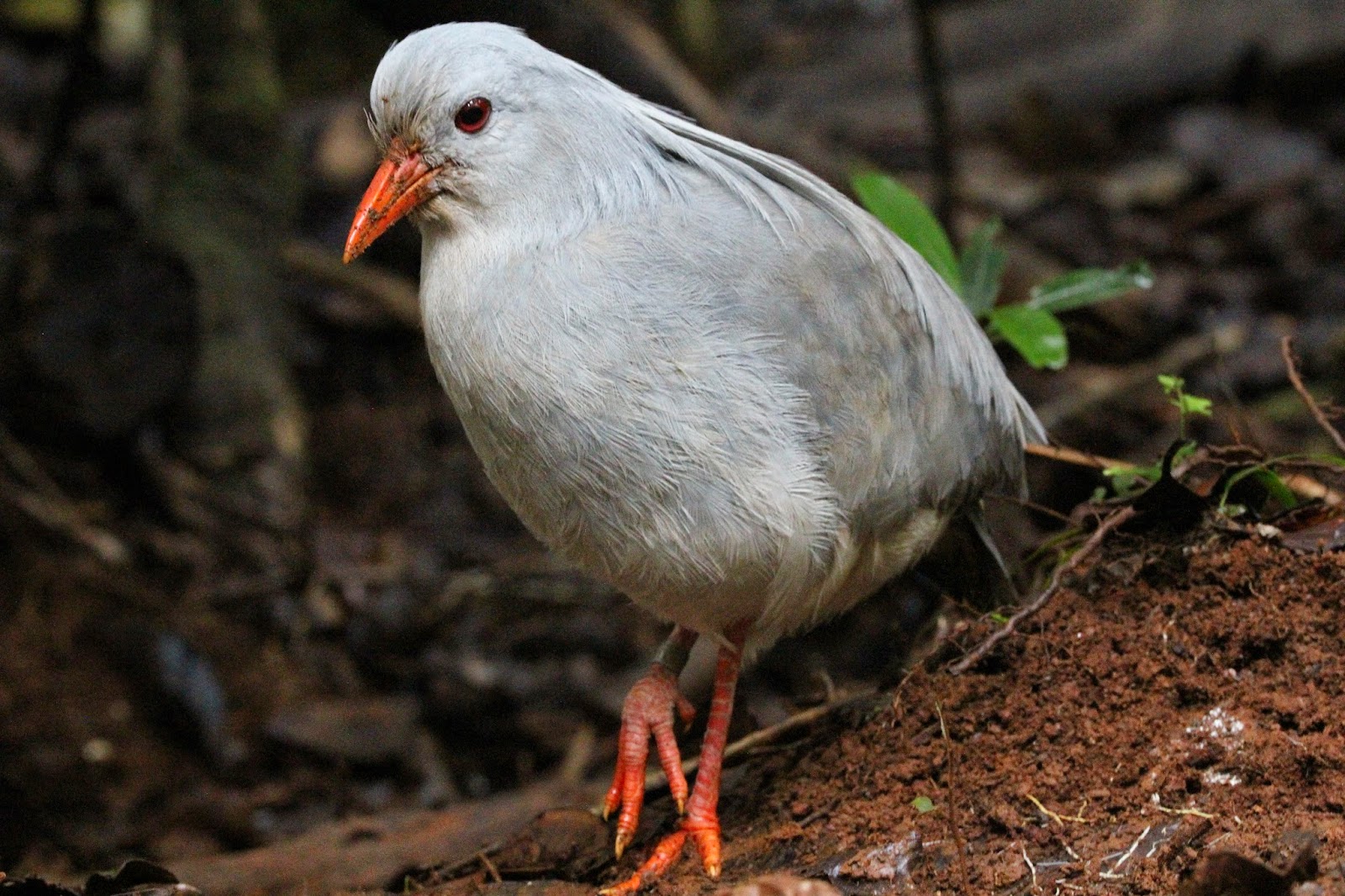 Worldbirder: Kagu: Photo Essay