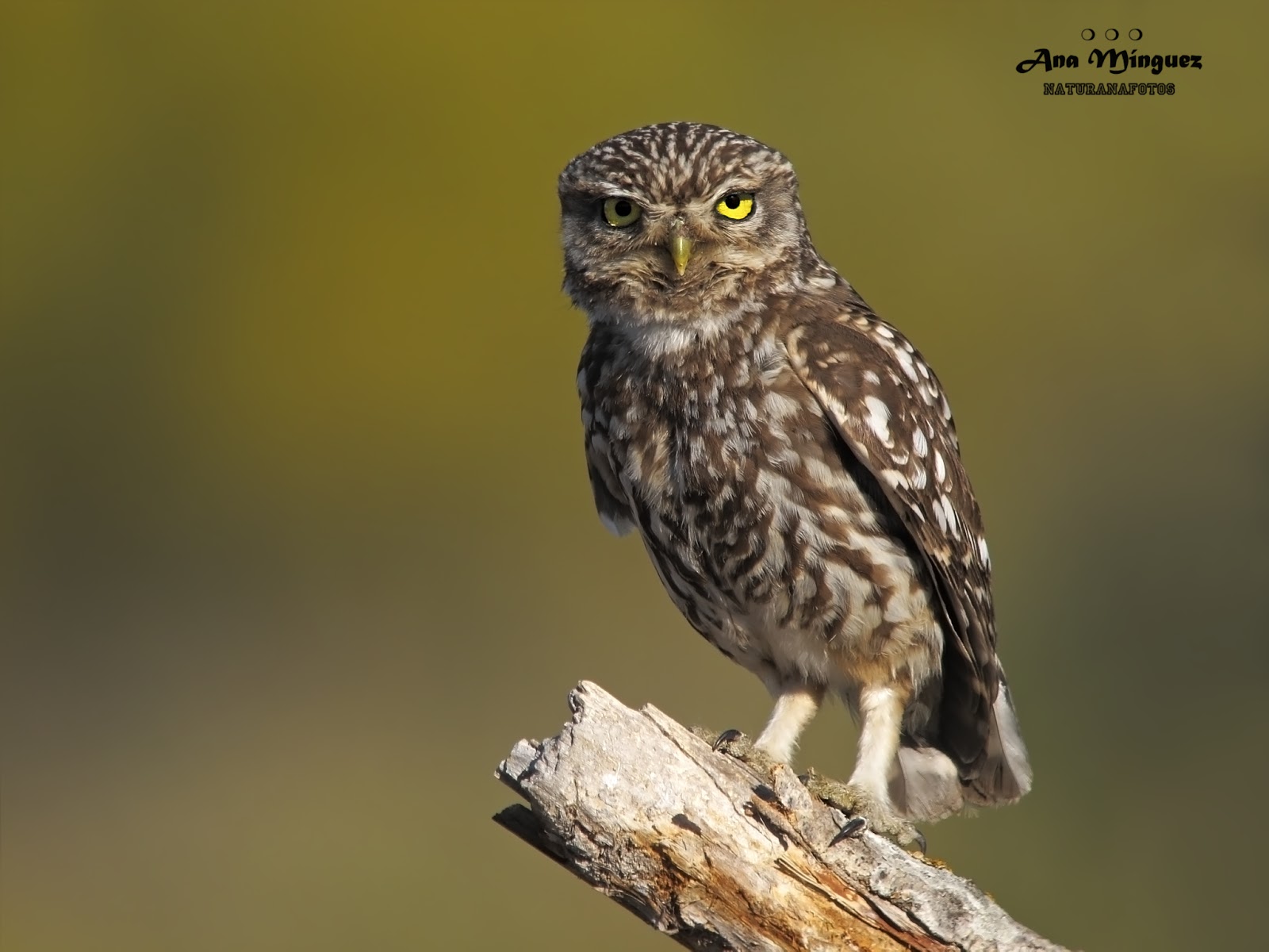 NATURANAFOTOS: Mochuelo europeo/ Little Owl