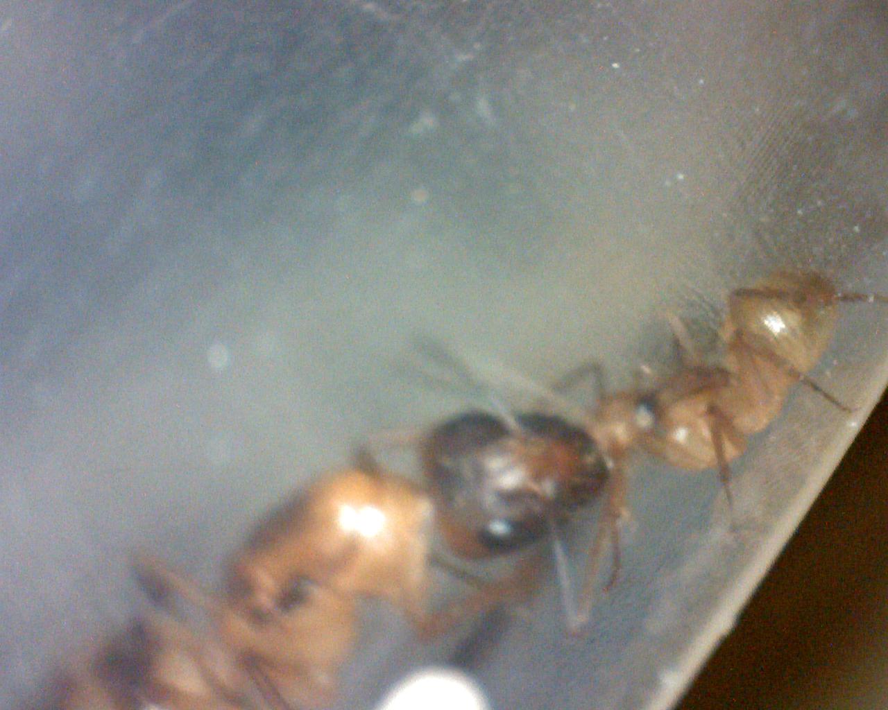 Adoro Formigas: Camponotus Festinatus - Nasceram mais operárias - More ...