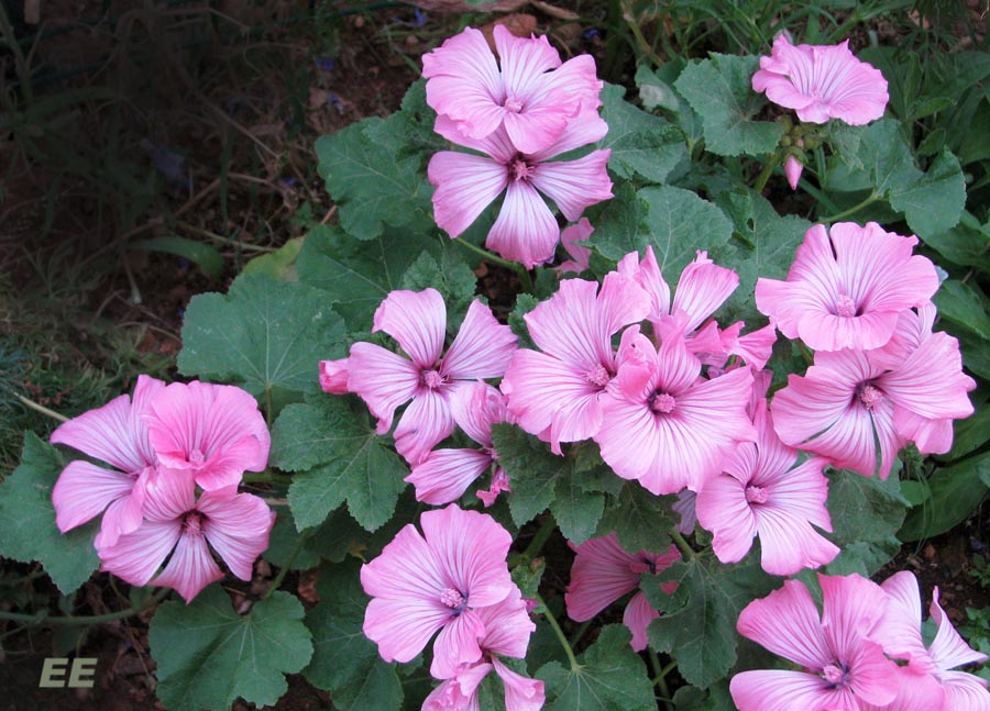 Mallorca es así también: LA MALVA ROSA