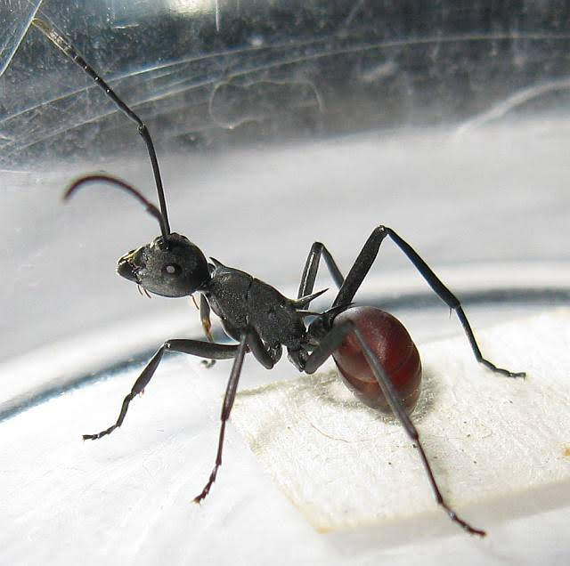Photos and Info on Ants and Termites of Malaysia: Polyrhachis sp